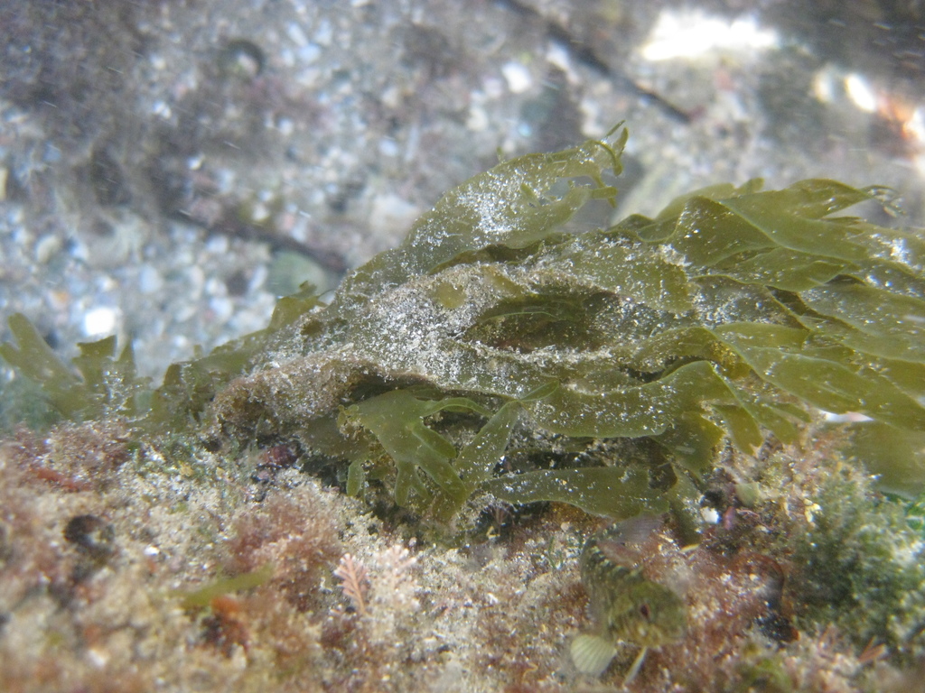 Y-branched Algae from Waipu, New Zealand on January 10, 2020 at 01:14 ...