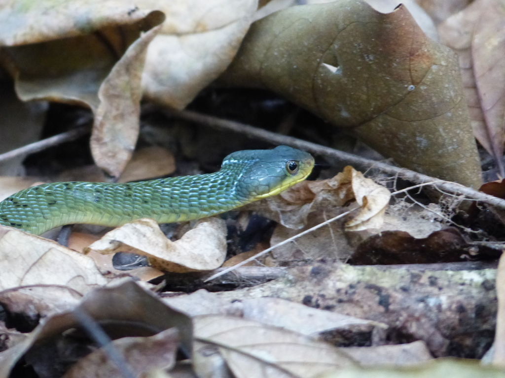 Forest Night Adder (Causus lichtensteinii) - Snakes and Lizards