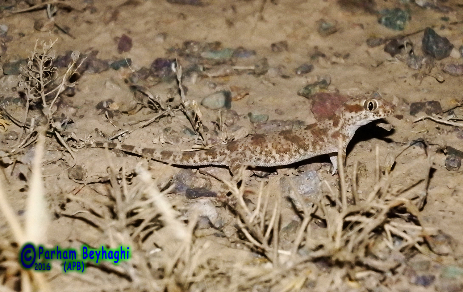 Bunopus crassicauda Nikolsky, 1907