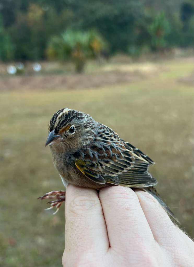 Grasshopper Sparrow from CR-234, Gainesville, FL, US on November 22 ...