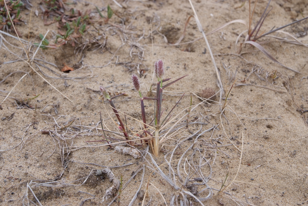 Alpine Foxtail from Таймырский Долгано-Ненецкий р-н, Красноярский край ...