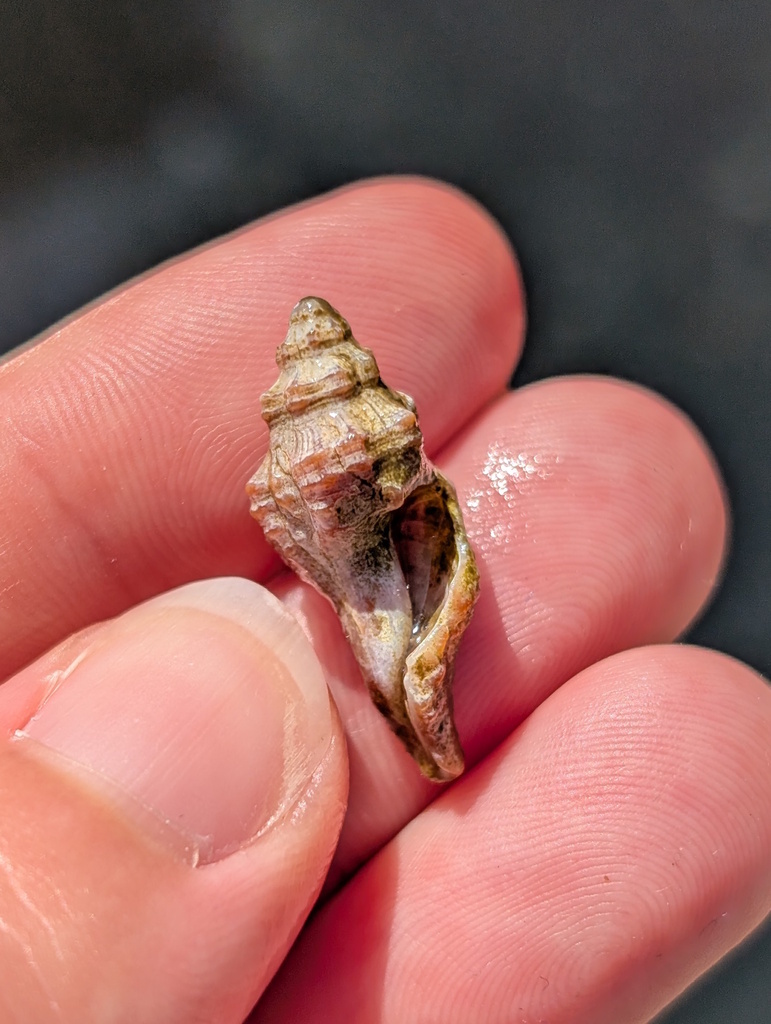 Murex Snails from Cairns QLD, Australia on November 25, 2025 at 08:51 ...