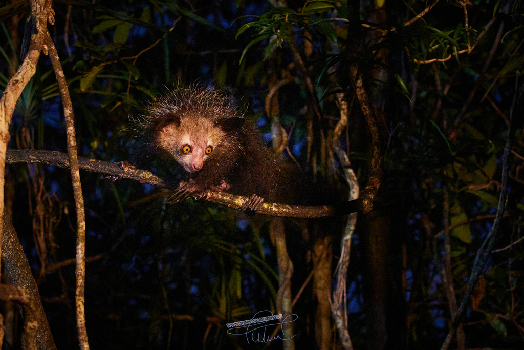 Aye-aye in November 2025 by Thomas Fuhrmann. Aye Aye Island - taken ...