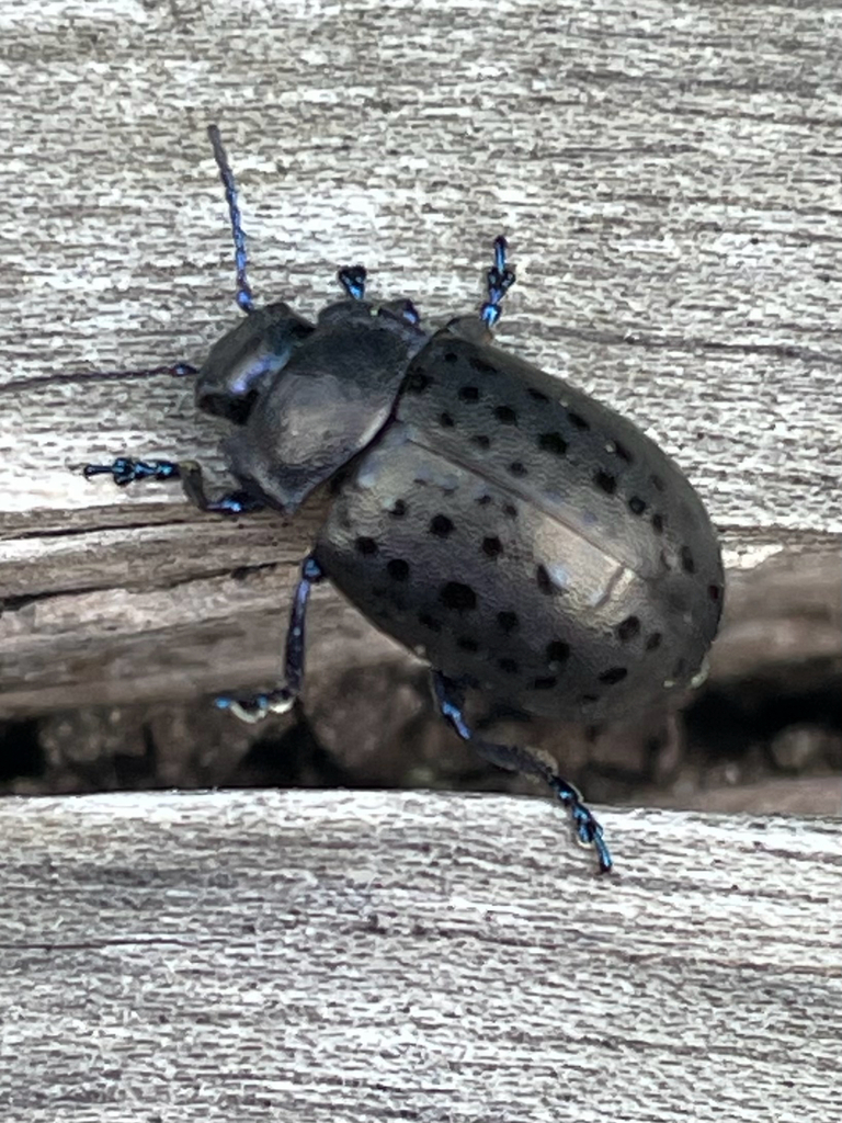 Chrysolina exanthematica from Jilli-gil, Jeollanam-do, KR on November ...