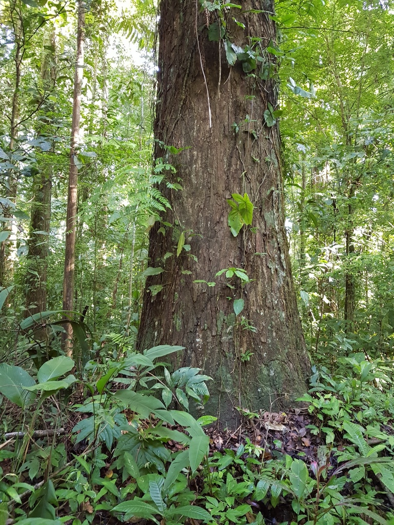 Prioria copaifera from Limón, Costa Rica on January 6, 2020 at 08:54 AM ...