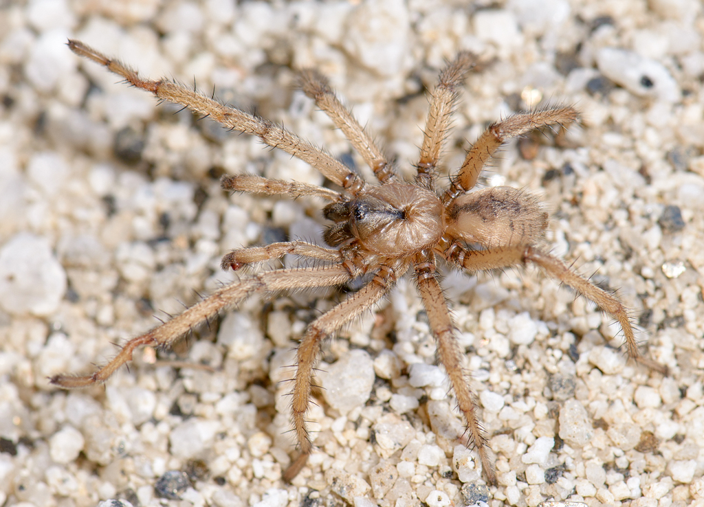 Anza-Borrego Desert State Park Trapdoor Spider (Tarantulas and Trapdoor ...