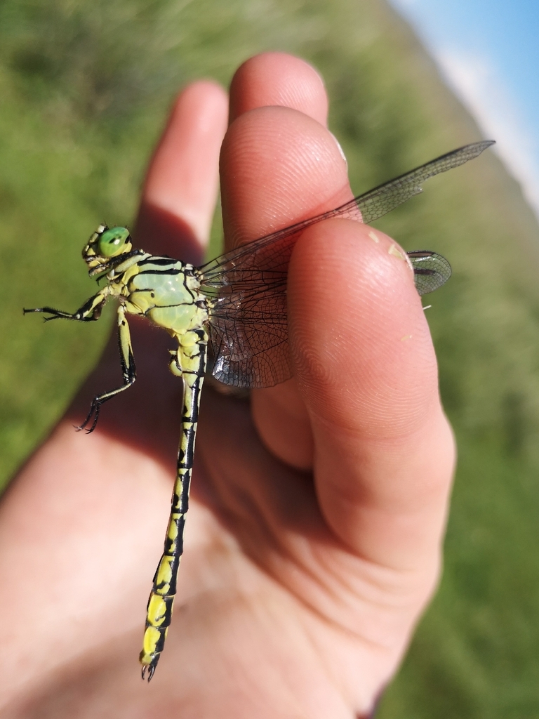 River Clubtail from Bayandelger, Töv, Mongolia on August 1, 2022 at 03: ...