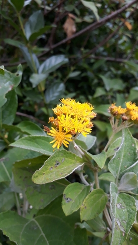 Smallanthus microcephalus · iNaturalist