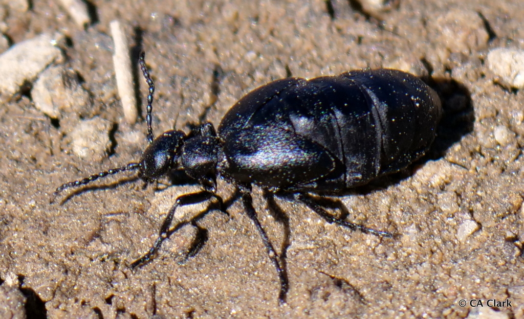 Meloe franciscanus (Meloid Beetles of the United States) · iNaturalist