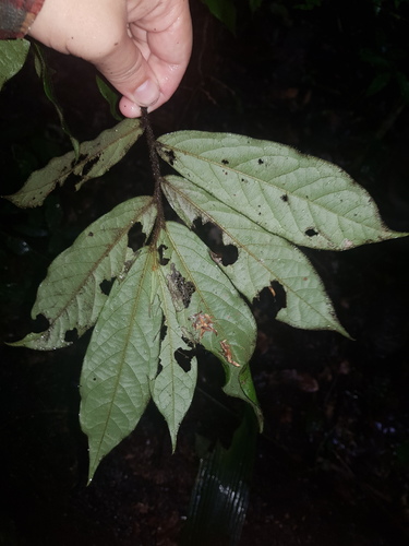 Genus Stenanona · iNaturalist