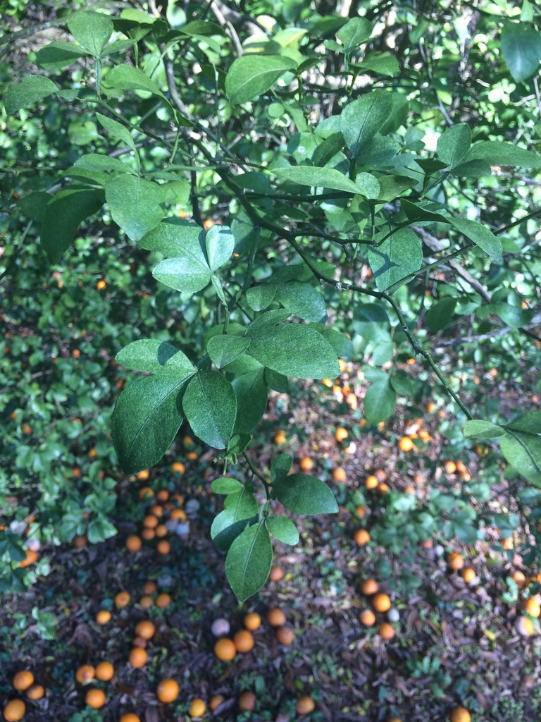trifoliate orange from East Baton Rouge County, US-LA, US on January 11 ...