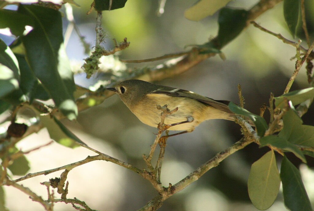 Ruby-crowned Kinglet from Colorado County, TX, USA on November 25, 2025 ...