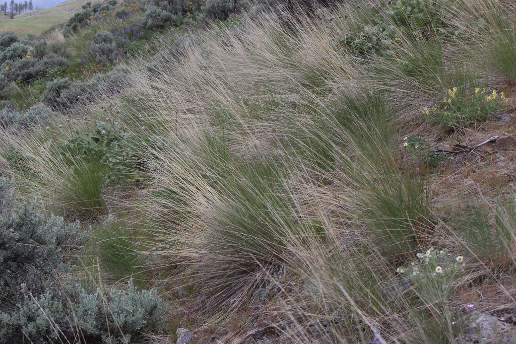 Bluebunch Wheatgrass from Okanagan-Similkameen, BC, Canada on May 17 ...
