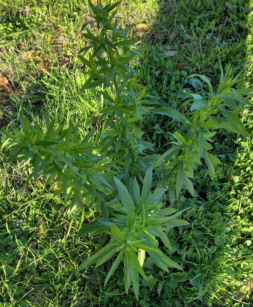 tropical horseweed from Monterey County, CA, USA on January 11, 2020 at ...