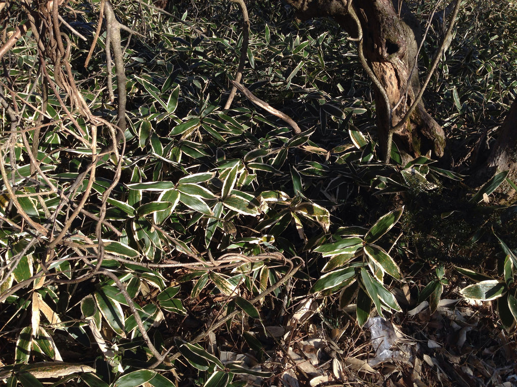 Broad-leaved Bamboo (Sasa palmata) - Botanical Realm