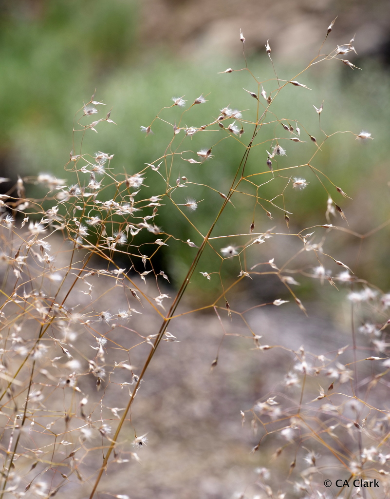 Indian ricegrass (Denver-Boulder Metro Area: Grasses, Sedges, and ...