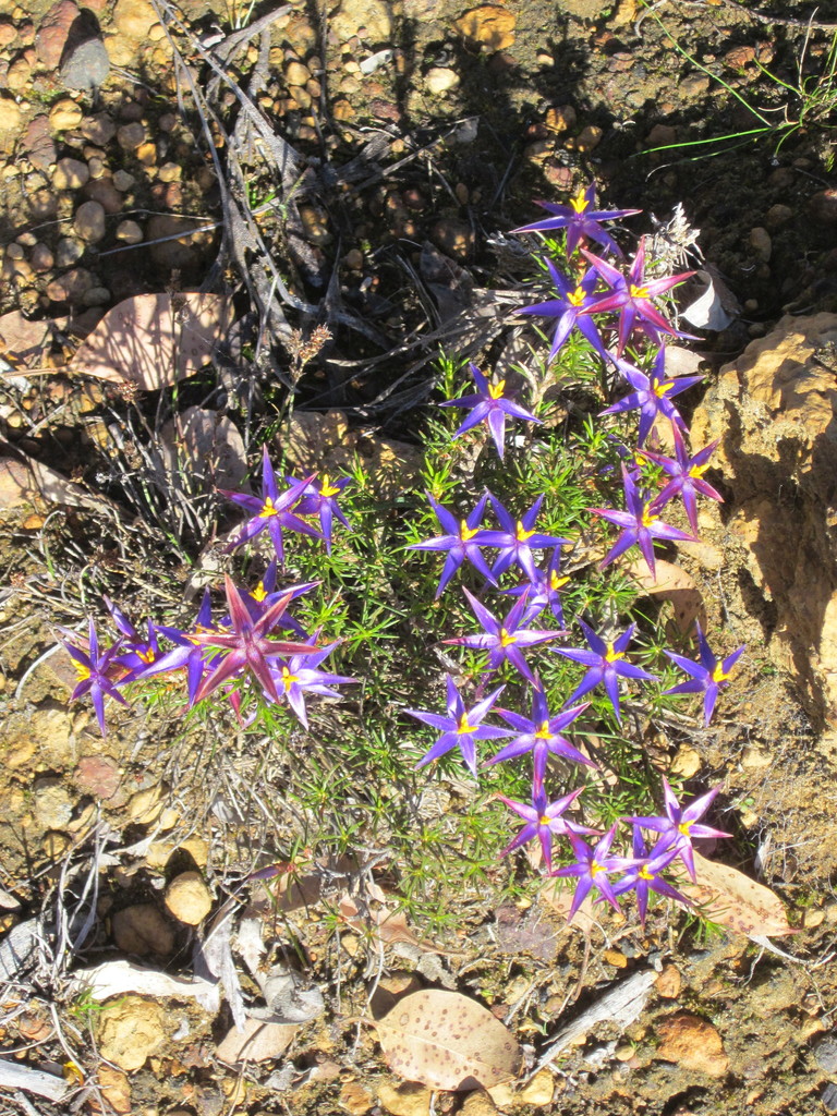 (Calectasia gracilis) - Botanical Realm