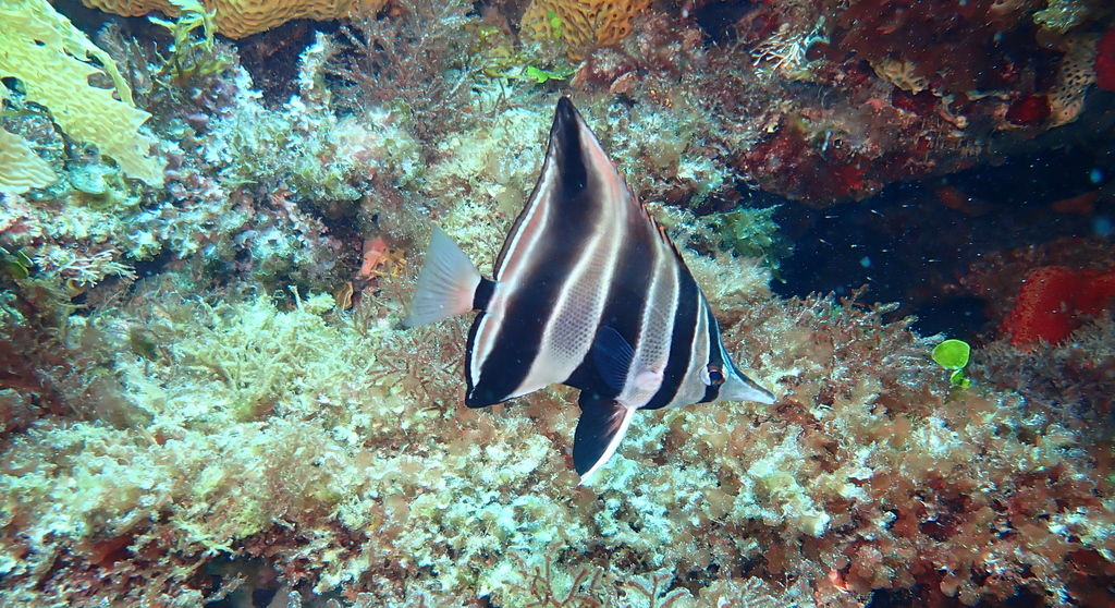 Western Talma from Western Australia, Australia on January 4, 2020 by ...