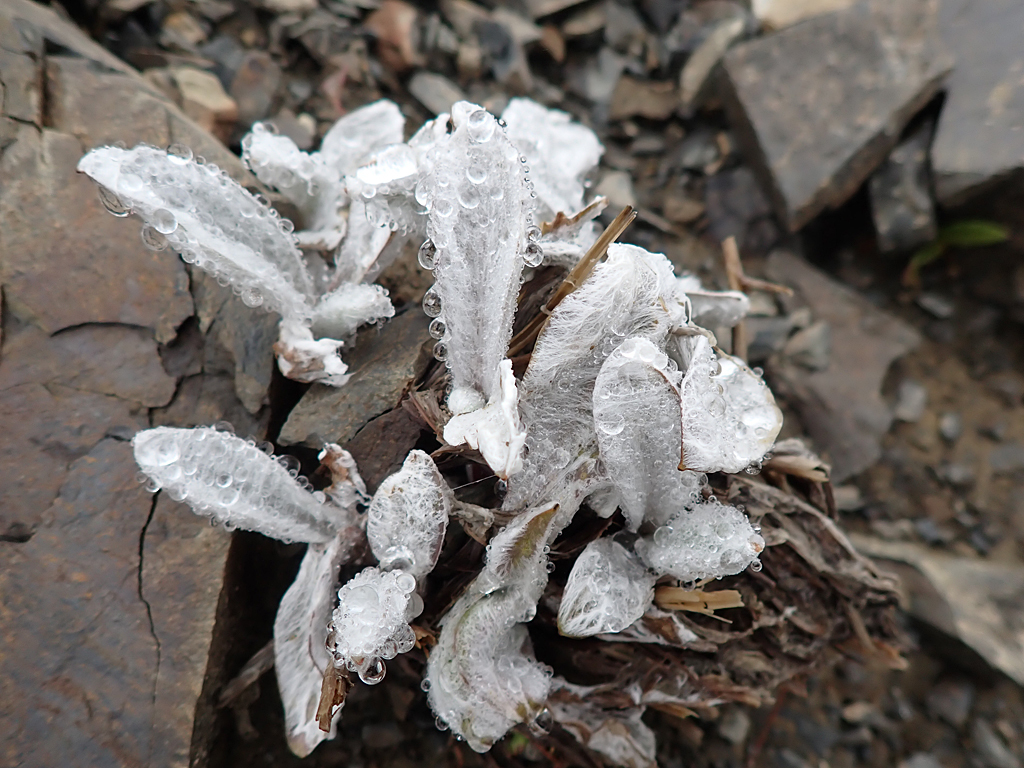 Craspedia incana from Mount Hutt, New Zealand on December 16, 2019 at ...