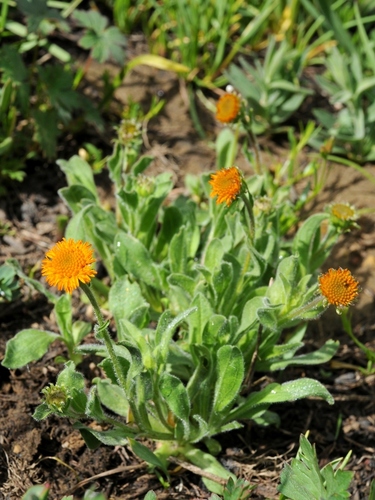 Erigeron cabulicus · NaturaLista Colombia