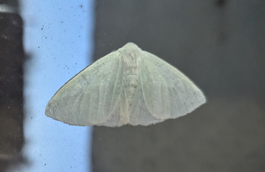 Arctornis in November 2025 by Priya Singh · iNaturalist