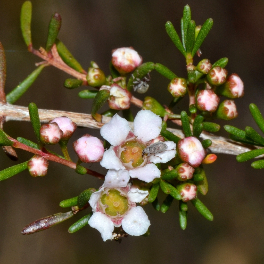 Astartea scoparia from Gidgegannup WA 6083, Australia on January 12 ...