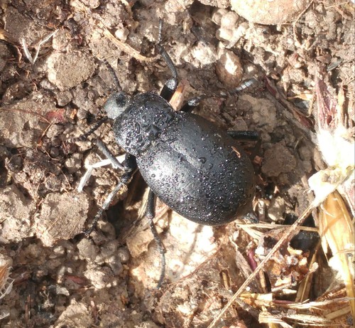 Blaps indagator · iNaturalist