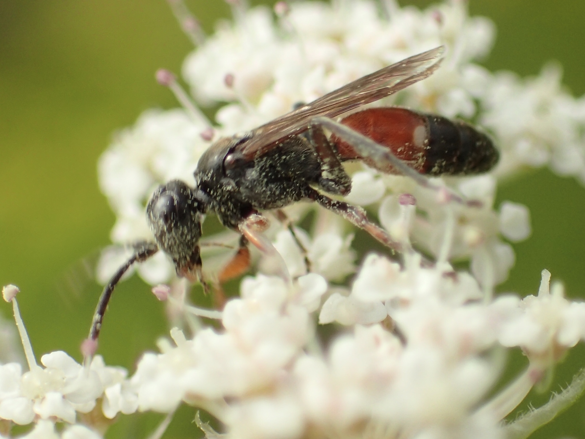 Harpactus tumidus (Panzer, 1801)