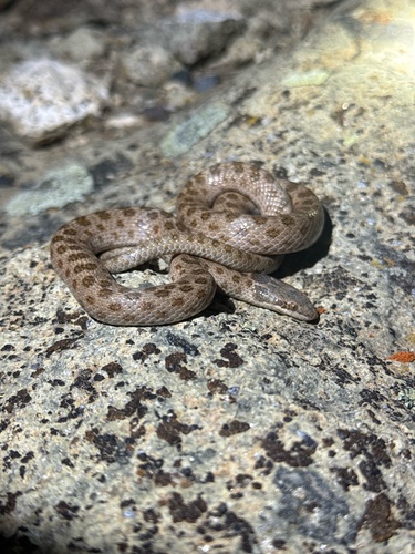 Night Snakes (Hypsiglena) - Snakes and Lizards