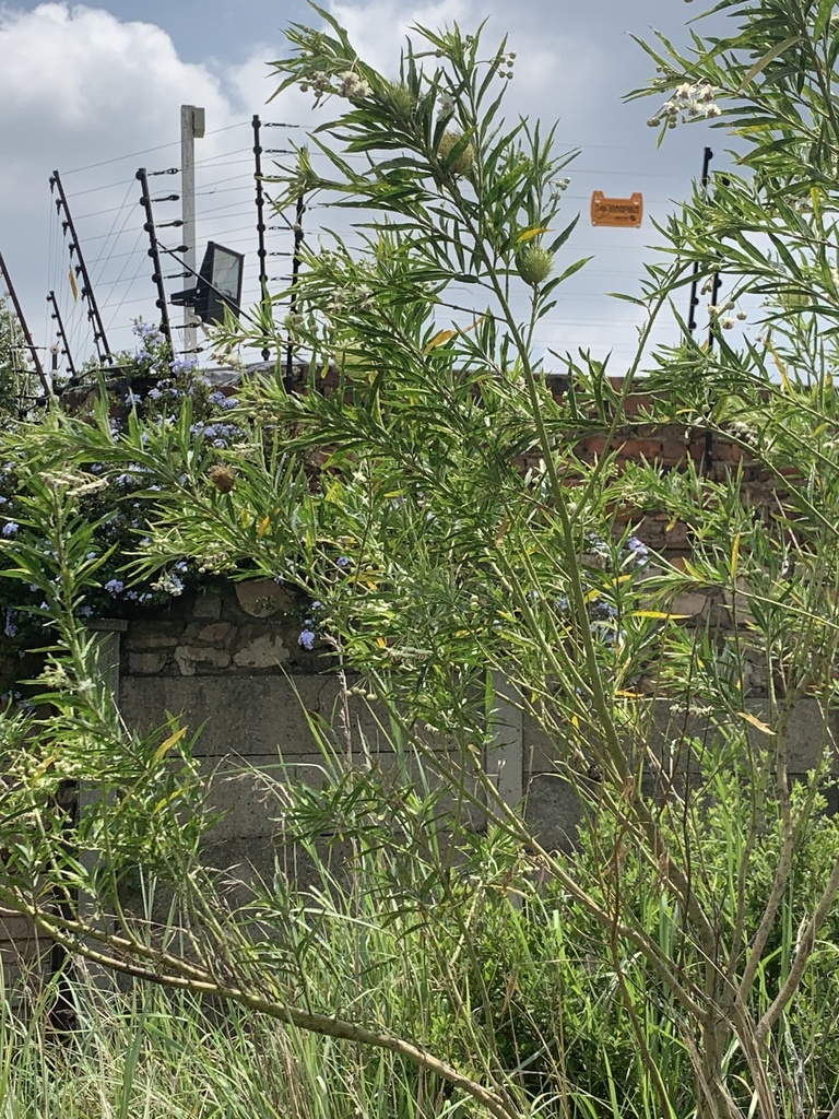 balloonplant from Melville koppies east, JHB on January 12, 2020 at 10: ...