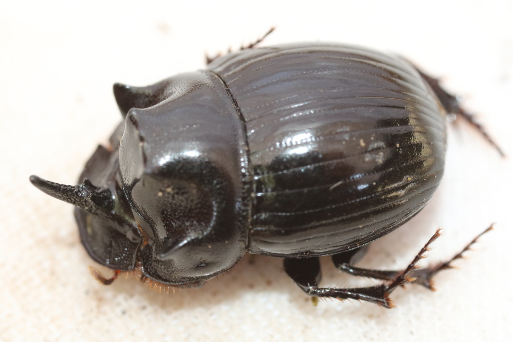 Copris denticulatus from Zinave, MZ-IN-MB, MZ-IN, MZ on November 05 ...