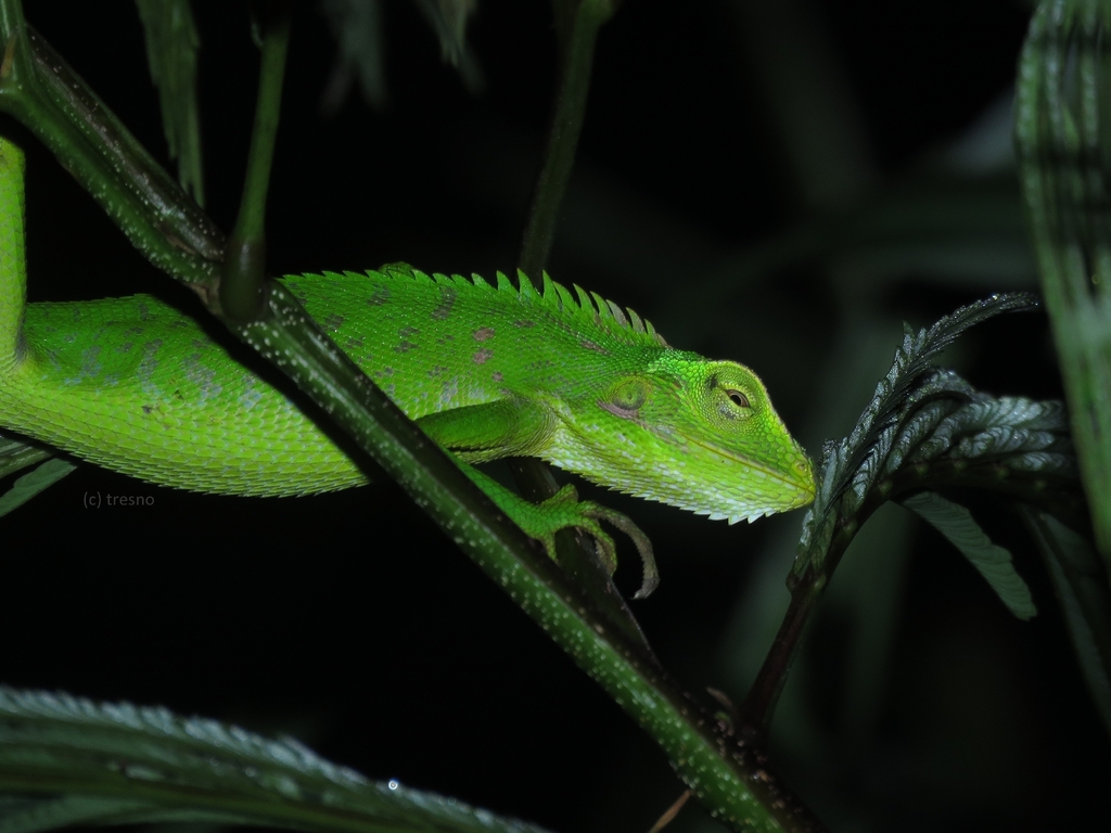 Great Crested Canopy Lizard from CC69+H3W Jembatan Suropanggah, Turgo ...