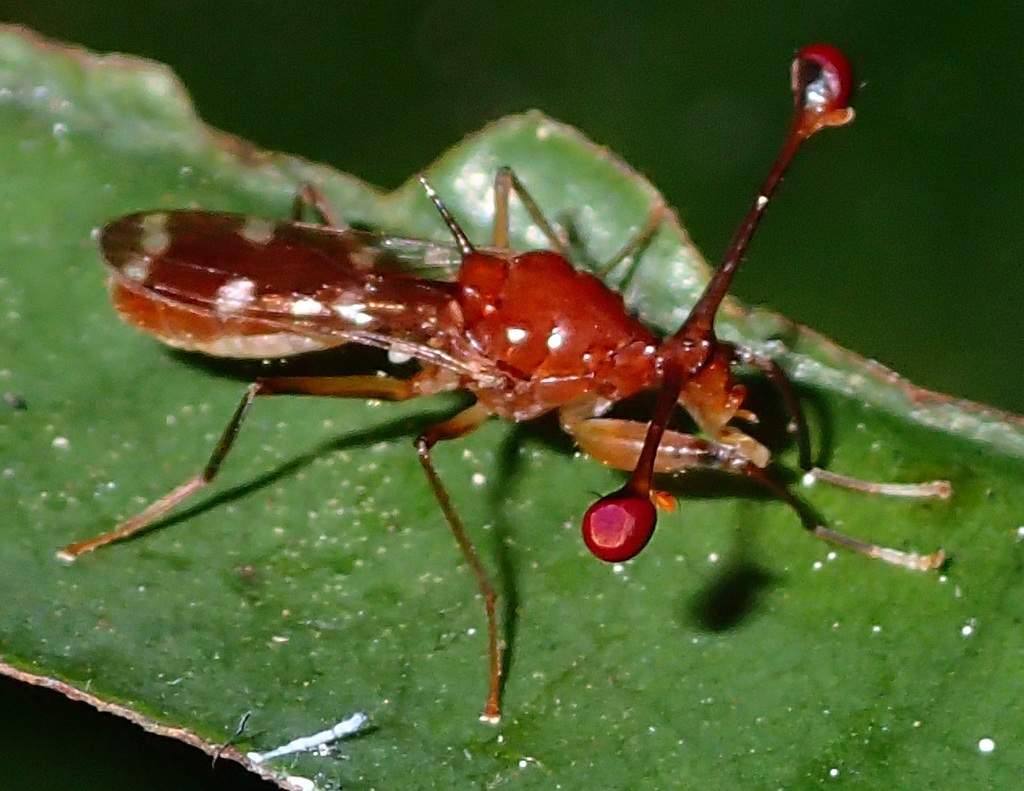 Madagopsina from District de Soalala, Madagascar on August 15, 2018 at ...