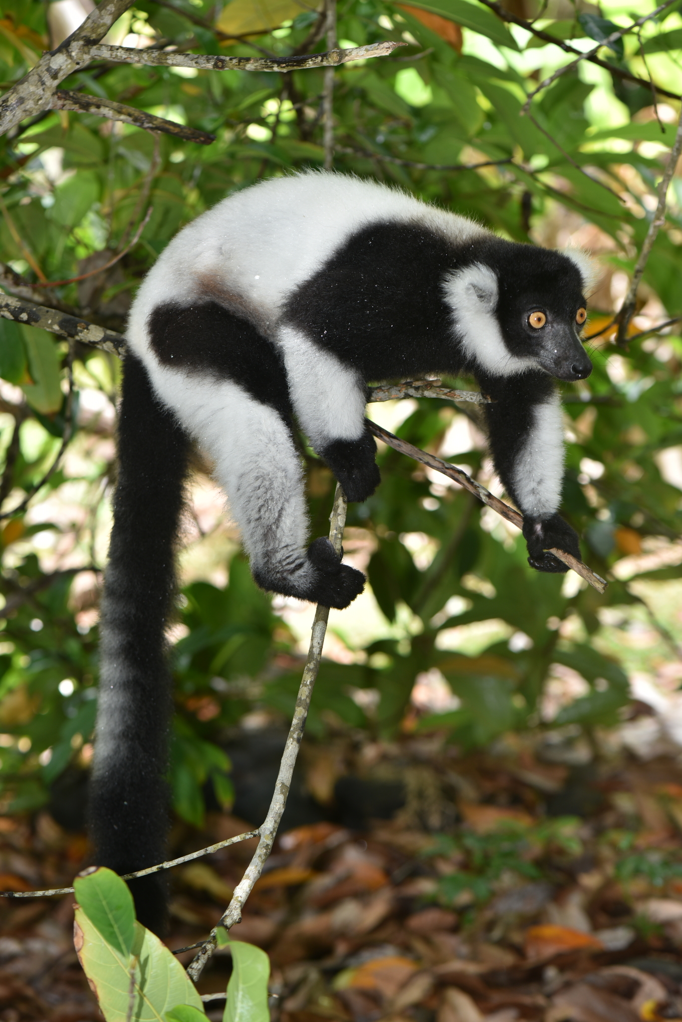 Varecia variegata (Kerr, 1792)