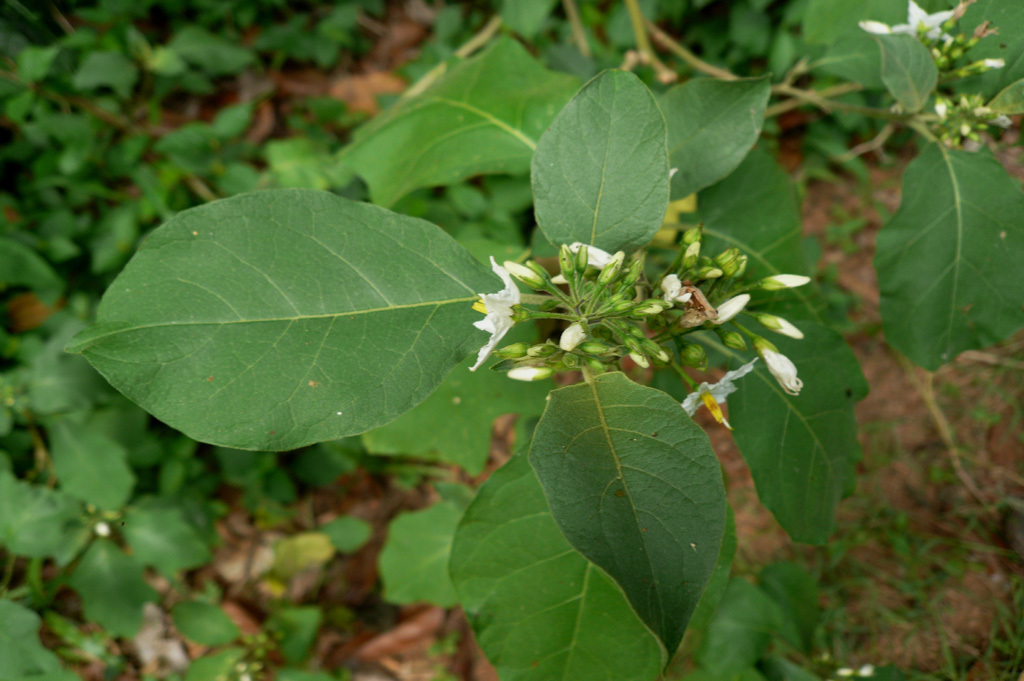 turkey berry (Flora Singapore List S) · iNaturalist