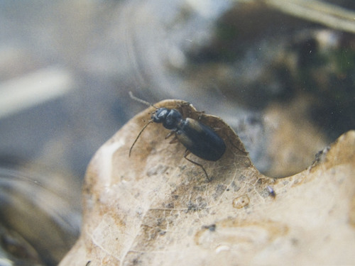 Badister dorsiger · iNaturalist