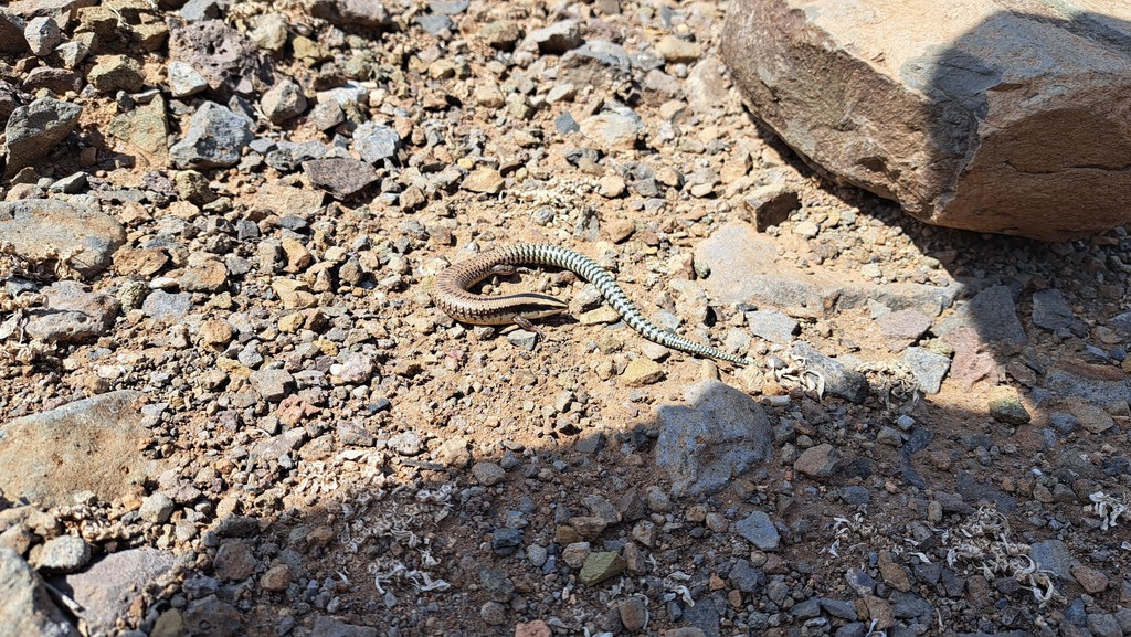 Alpine Punjab Skink from Al Taif Saudská Arábia on July 15, 2023 at 09: ...