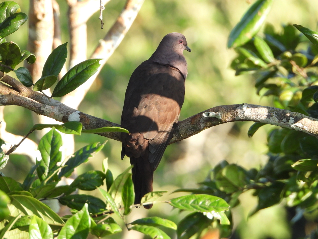 Torcaza colorada (Aves en Cultivos de Maduro) · iNaturalist