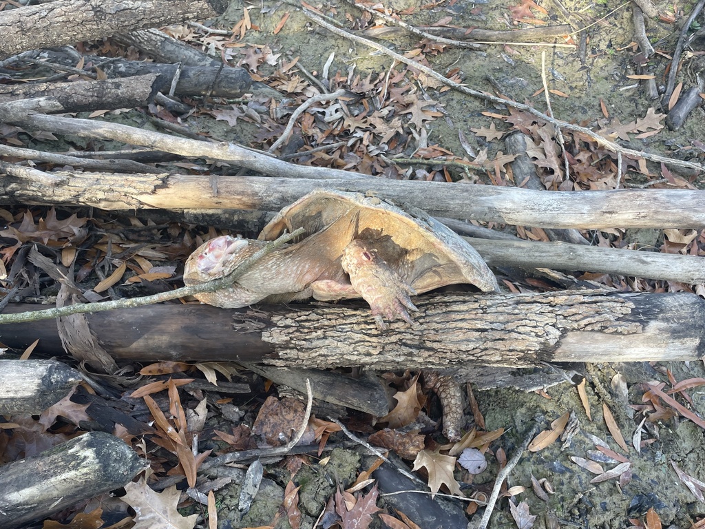 Common Snapping Turtle from Smyrna, DE, US on November 26, 2025 at 02: ...