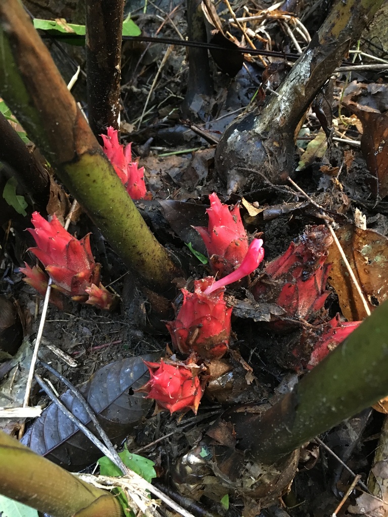 (Hornstedtia conoidea) - Botanical Realm