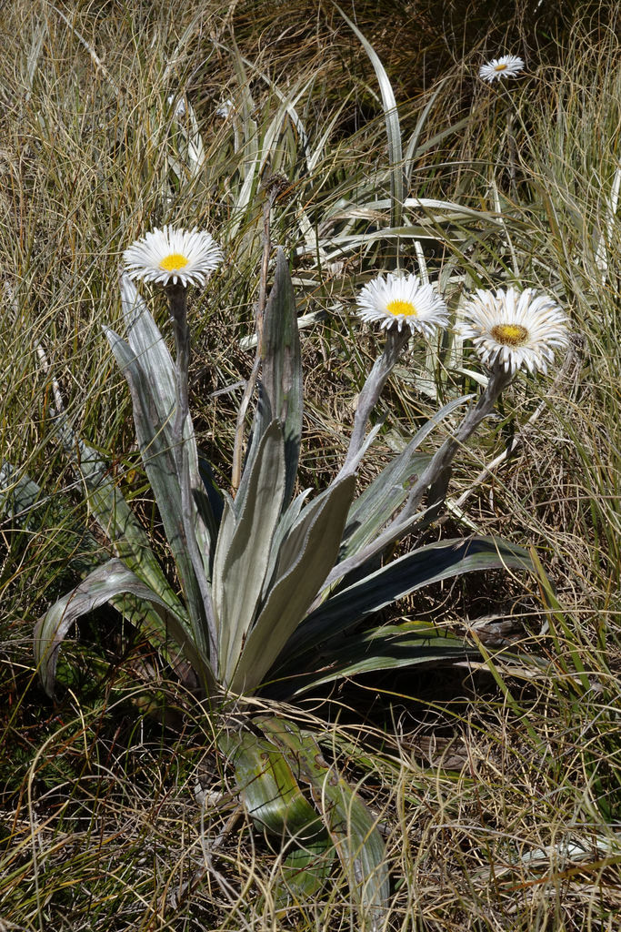 Large Mountain Daisy from Fiordland National Park, New Zealand on ...