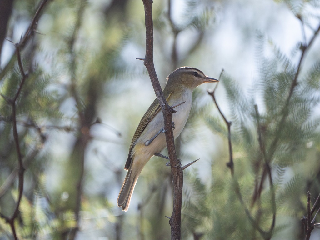 Chivi Vireo from La Paz, Mendoza, Argentina on November 24, 2025 at 10: ...
