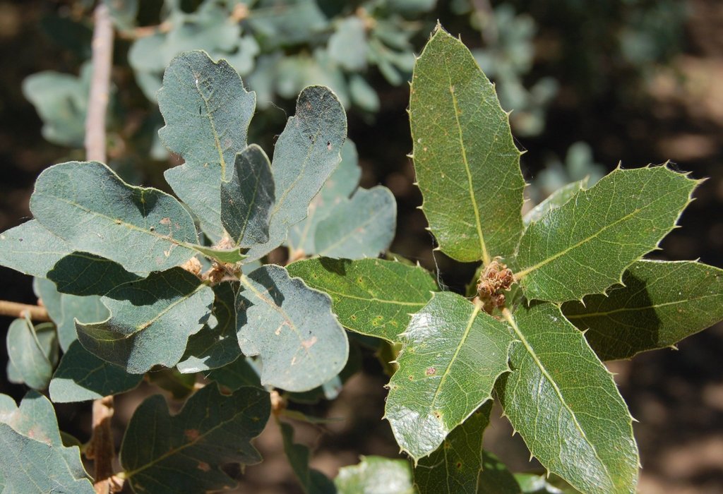 Blue Oak (Trees and Shrubs of Folsom, California) · iNaturalist