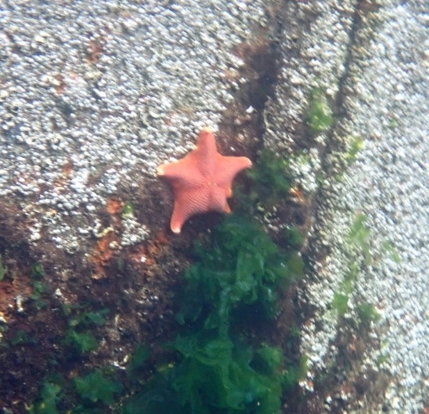 Bat Star in May 2025 by alanarama3 · iNaturalist
