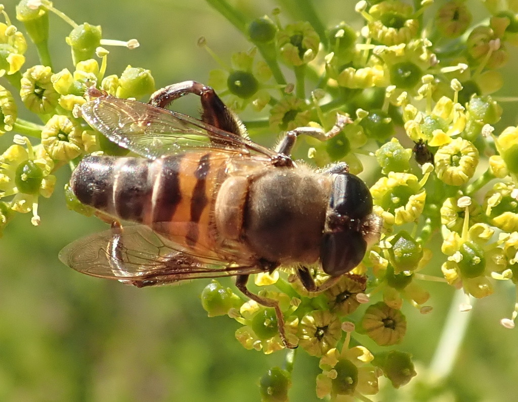 Phytomia from Goukamma Nature Reserve, South Cape DC, South Africa on ...