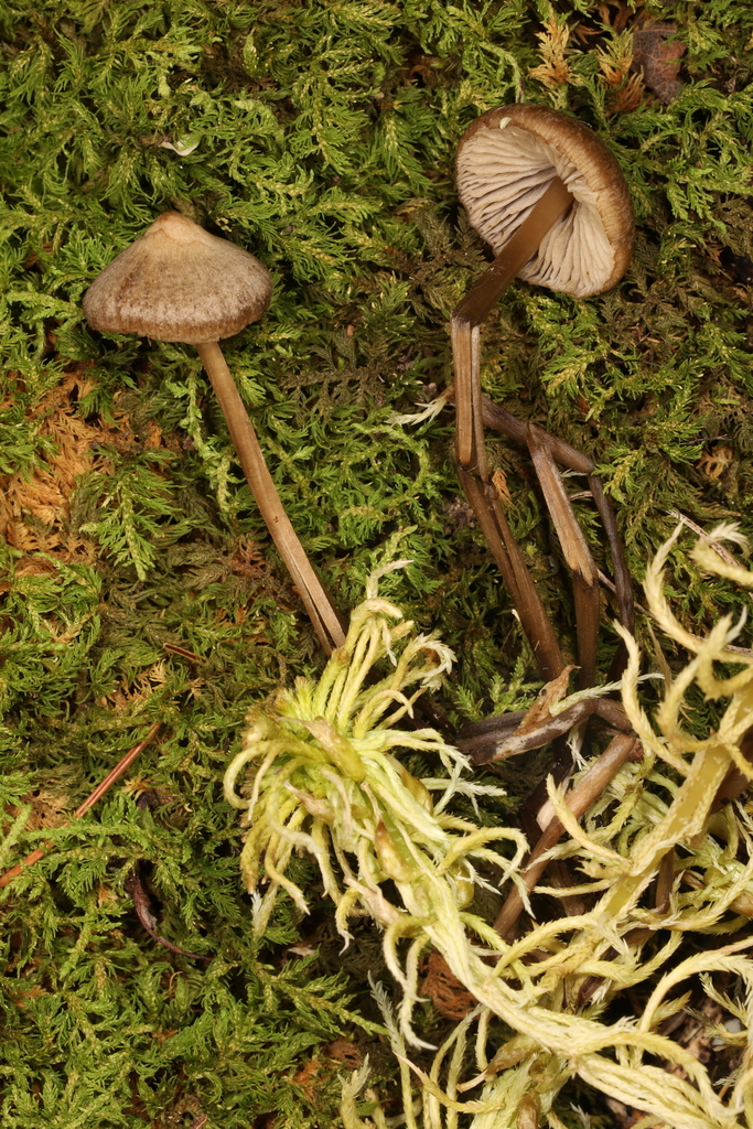 sphagnum greyling from 368 Sequanota Rd, Jennerstown, PA 15547, USA on ...