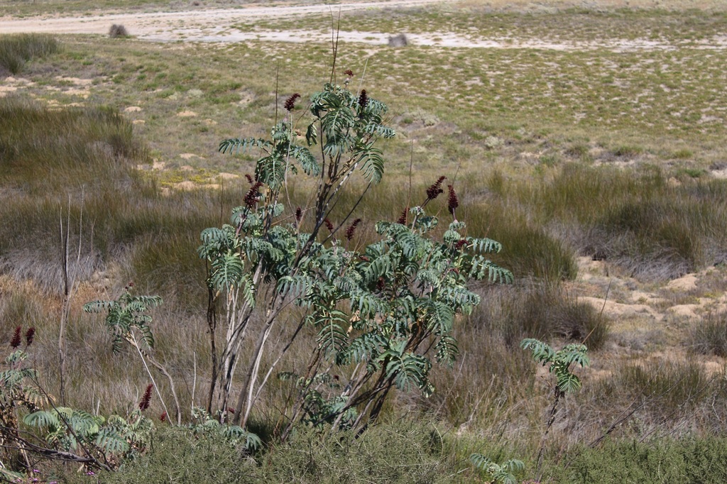 Cape honey flower (Plants of the Tygerberg Nature Reserve) · iNaturalist