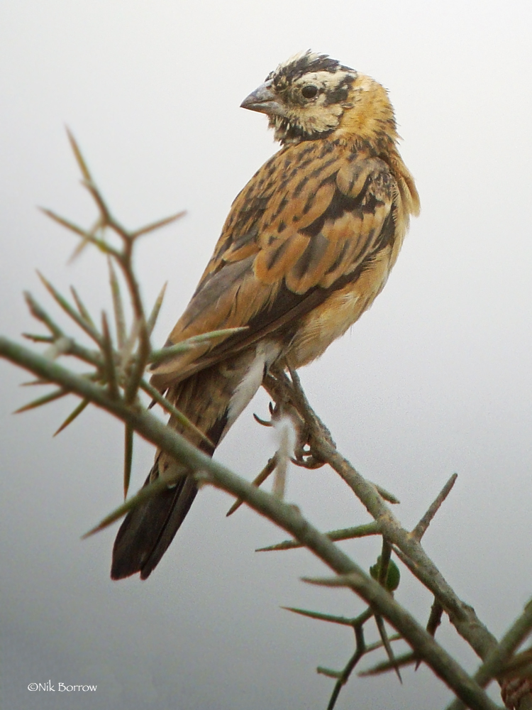 Sahel Paradise-Whydah (Vidua orientalis) - Avian Discovery