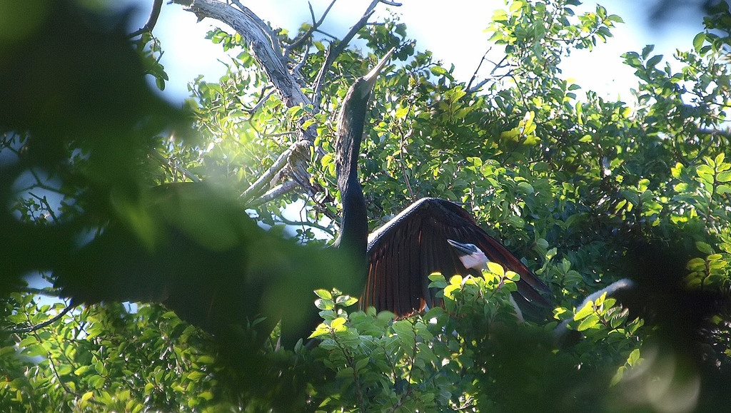 Anhinga from Dallas, TX, USA on June 08, 2016 at 09:17 AM by Kala ...