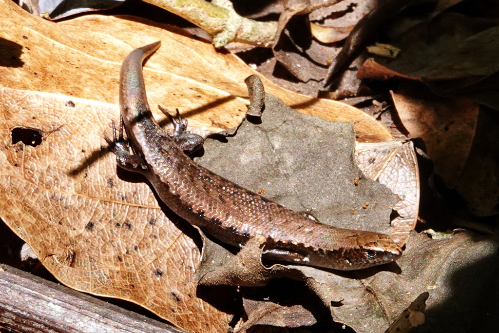 Caledoniscincus bodoi from l'Île des Pins, NC-SU, NC on November 16 ...